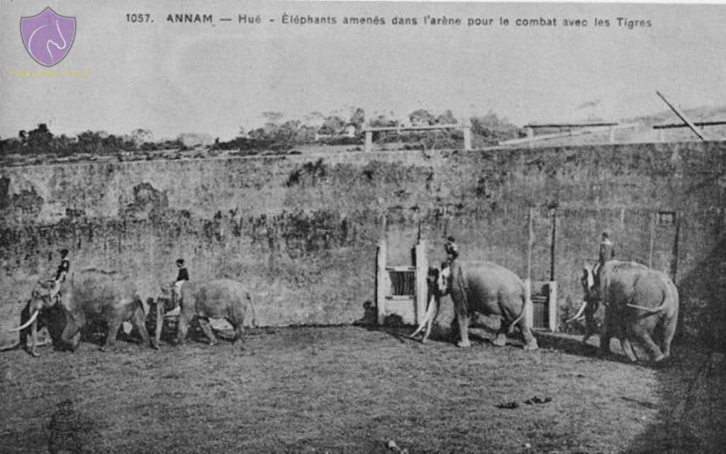 TIGER ARENA HUE- THE UNIQUE ARENA IN ASIA - Culture Pham Travel