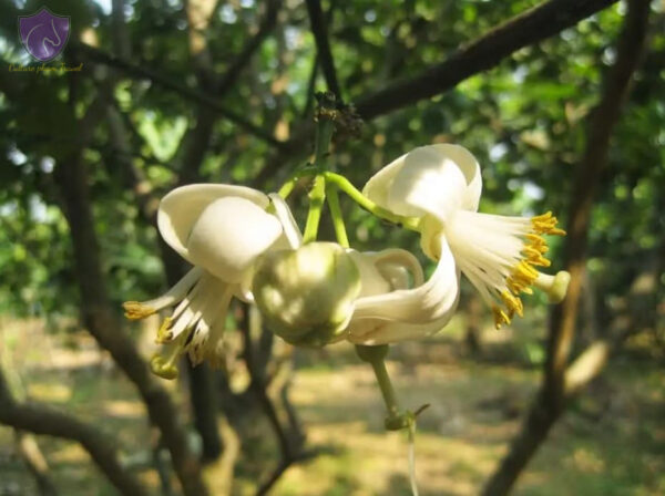 Thuy Bieu Eco Village Hue, Vietnam - Culture Pham Travel