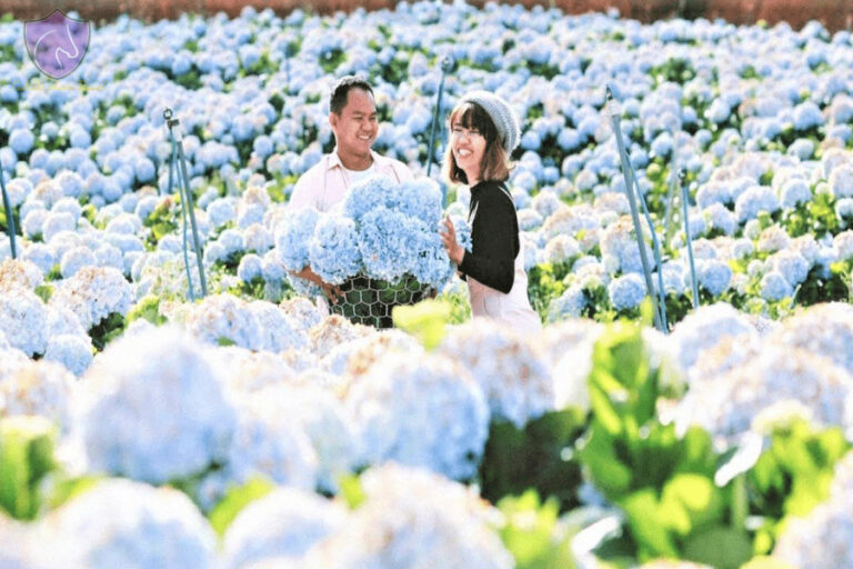 Hydrangea Flower Garden Dalat - The Mysterious Beauty Of The City ...