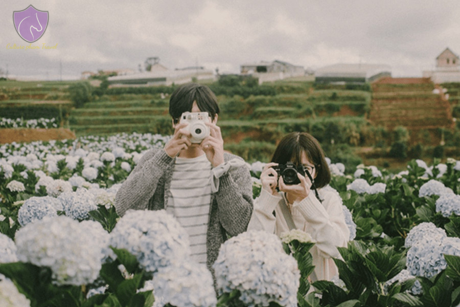 Hydrangea Flower Garden Dalat - The Mysterious Beauty Of The City ...