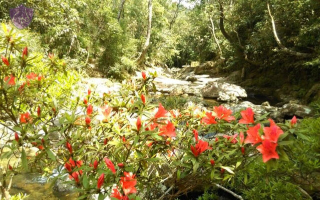 Do Quyen Waterfall In Bach Ma National Park - Culture Pham Travel